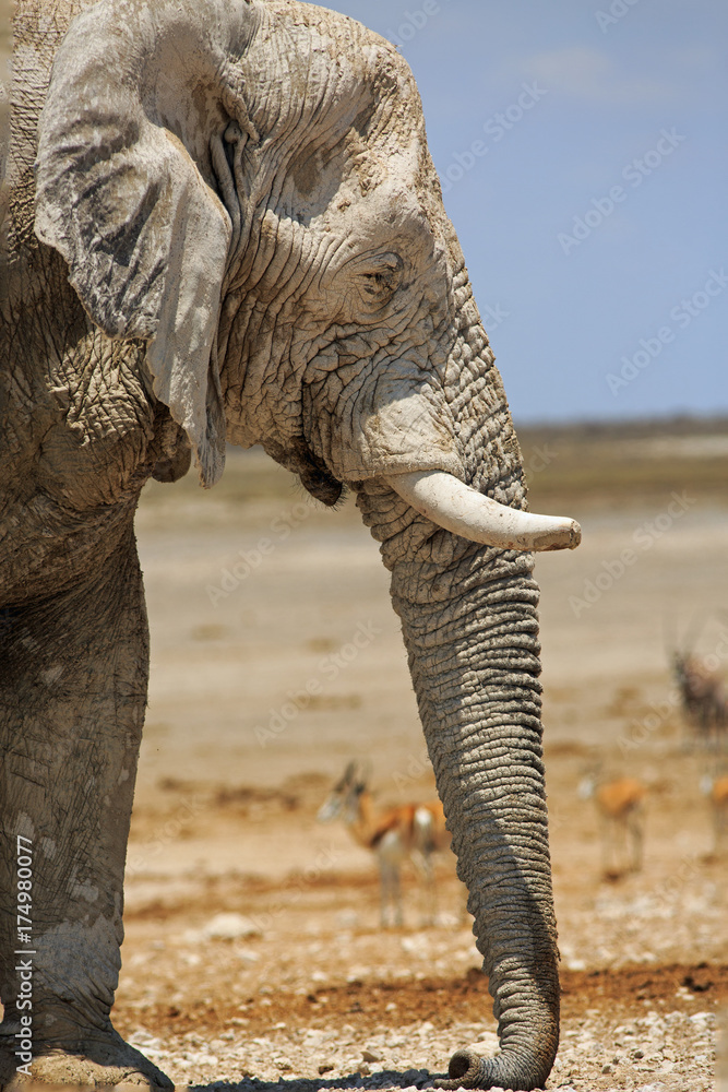 full length , side profile of a large bull elephant, withtrunk and tusk ...
