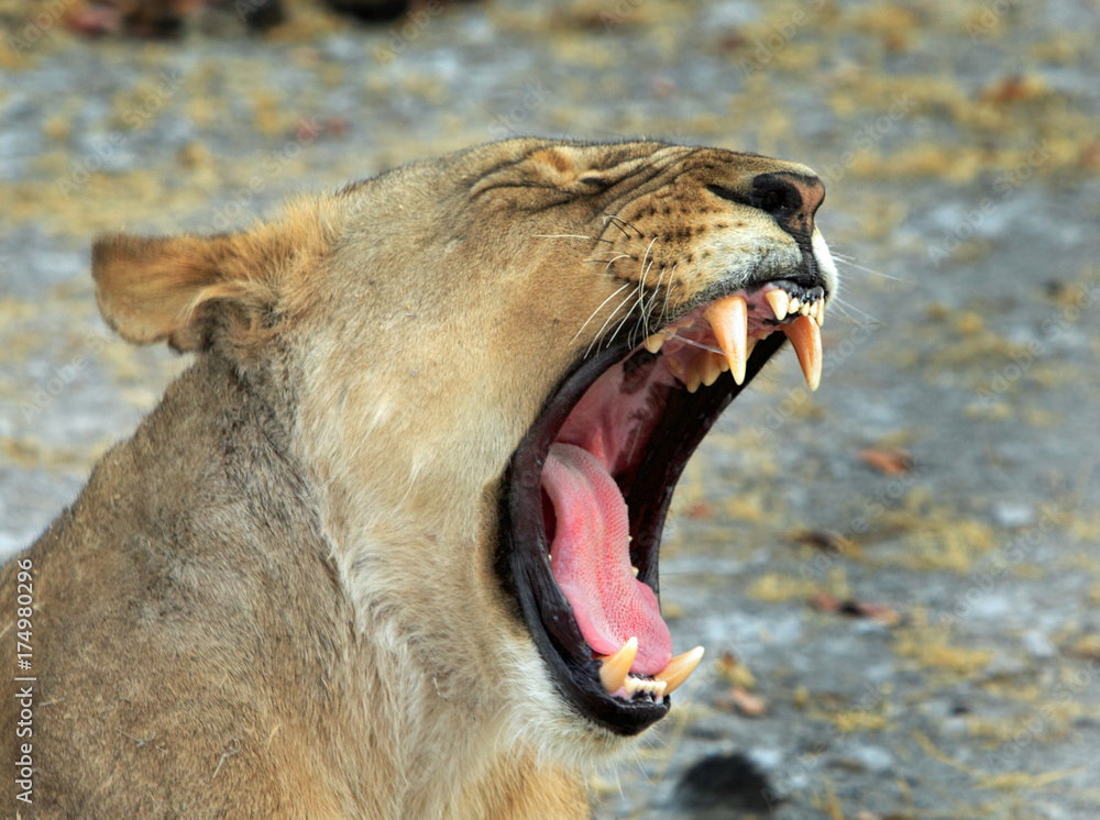 Lioness Side Profile