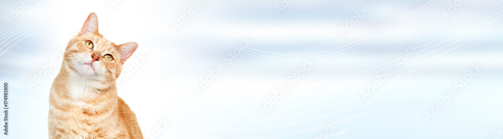 Cat Stock Photo | Adobe Stock