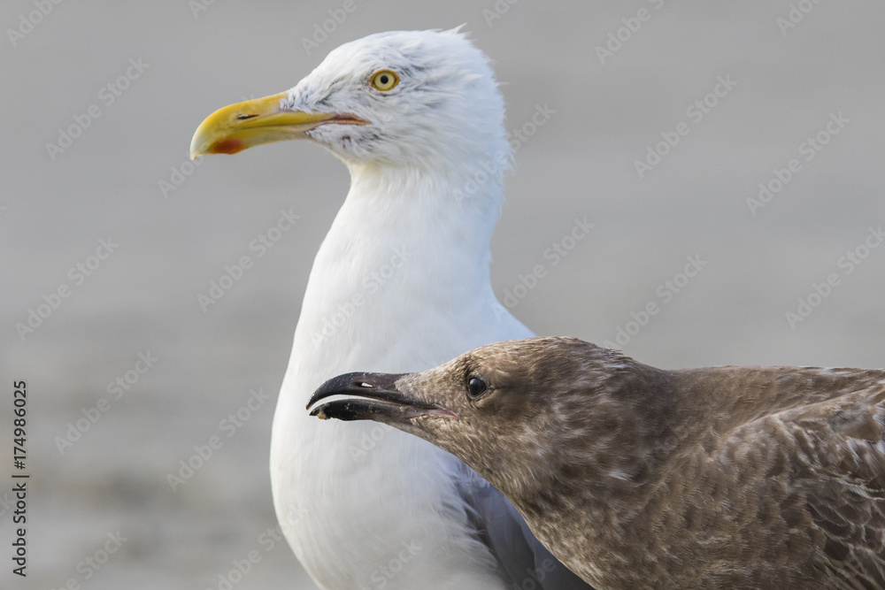 American Herring Gull