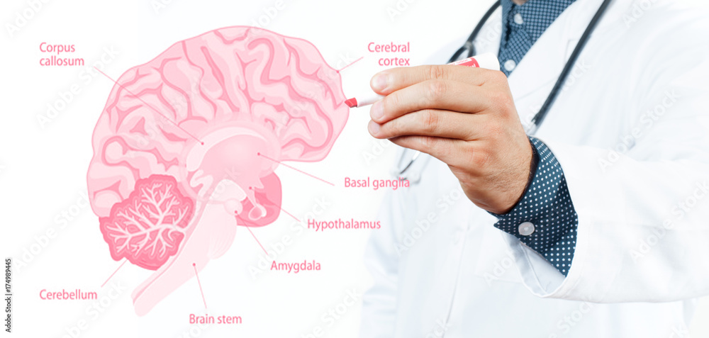 Medicine Concept. Doctor and Anatomy of human brain Stock Photo | Adobe ...
