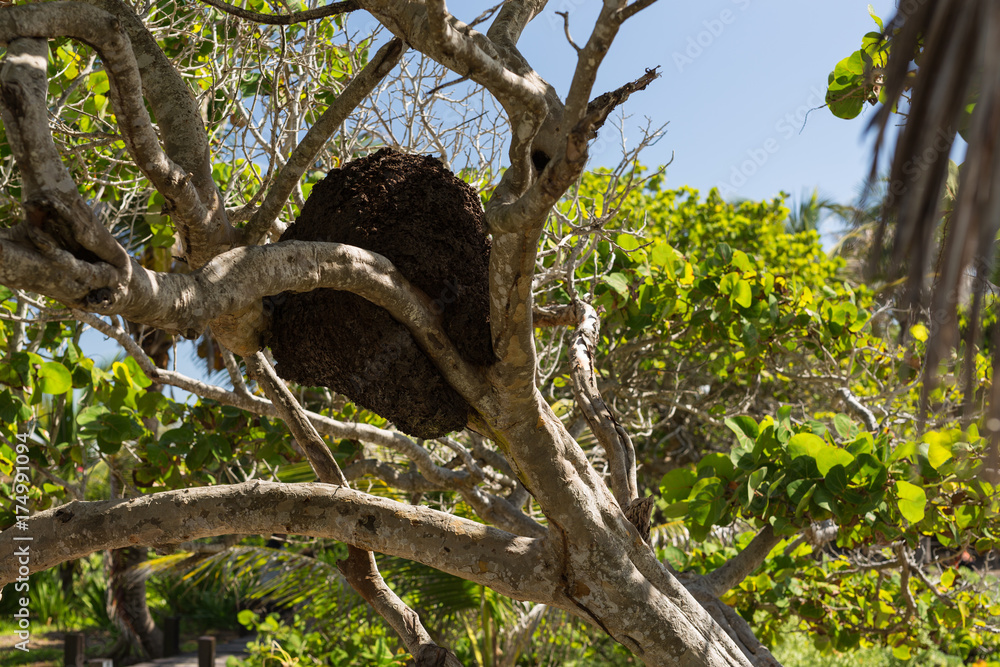 bee nest / wasps' nest in caribbean jungle Stock Photo | Adobe Stock