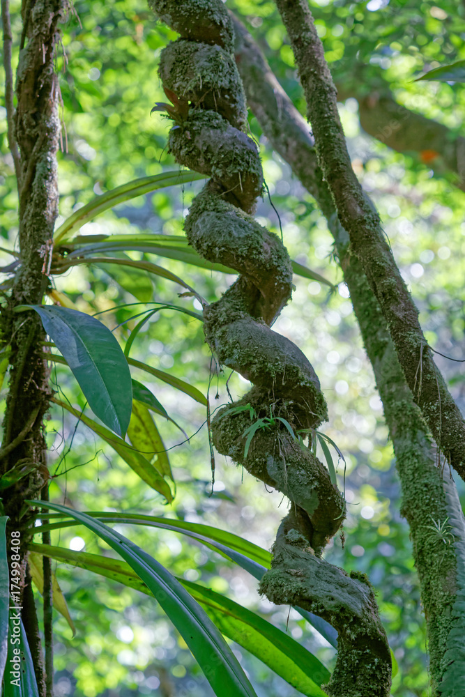 Liane en forêt amazonienne qui vous donne le tournis, Guyane française ...
