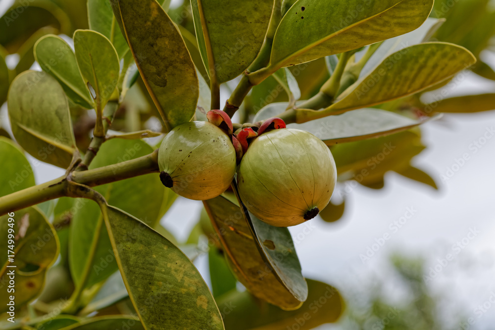 Zdjęcie Stock: Les fruits du mangoustanier, le mangoustan, en pleine ...