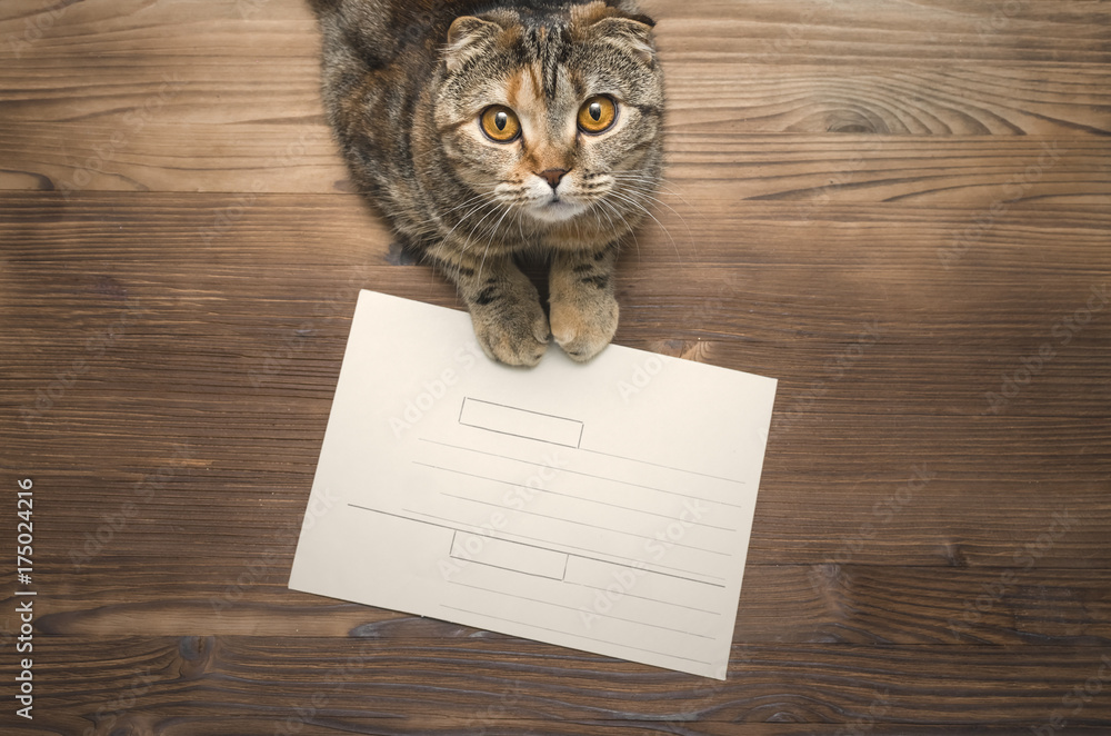 Paper envelope and joyful cat on wooden table background. Stock Photo ...