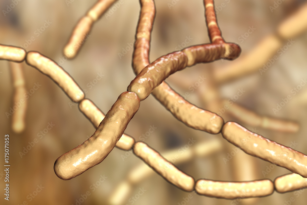 Bacillus subtilis, gram-positive bacteria, non-pathogenic for humans ...