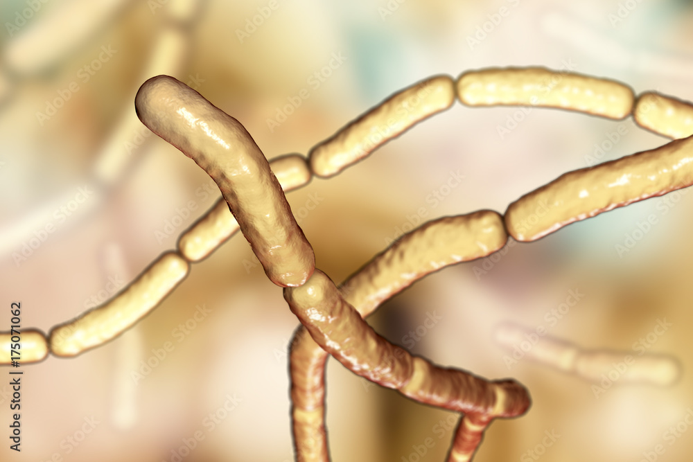 Bacillus Subtilis In Humans