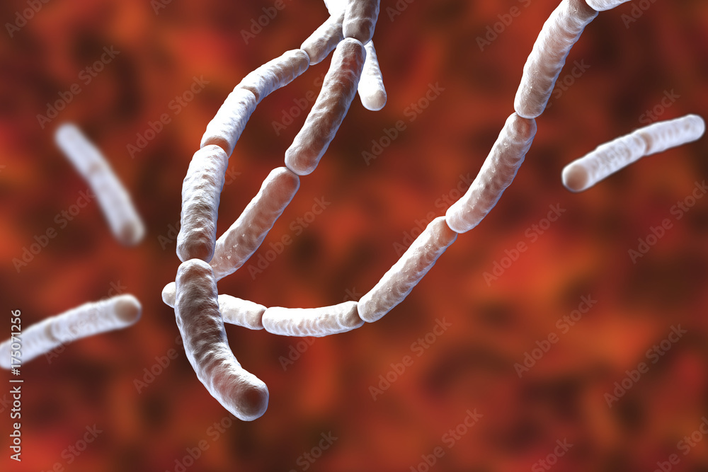 Bacillus subtilis, gram-positive bacteria, non-pathogenic for humans ...
