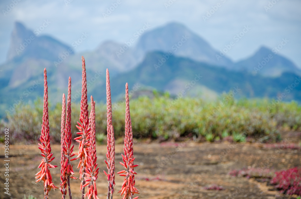 Plants Of Angola