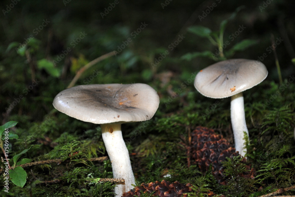 Russula Stock-Foto | Adobe Stock