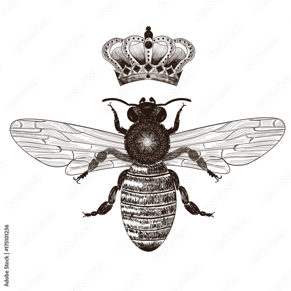 Bee and Crown set - drawings Stock Vector | Adobe Stock