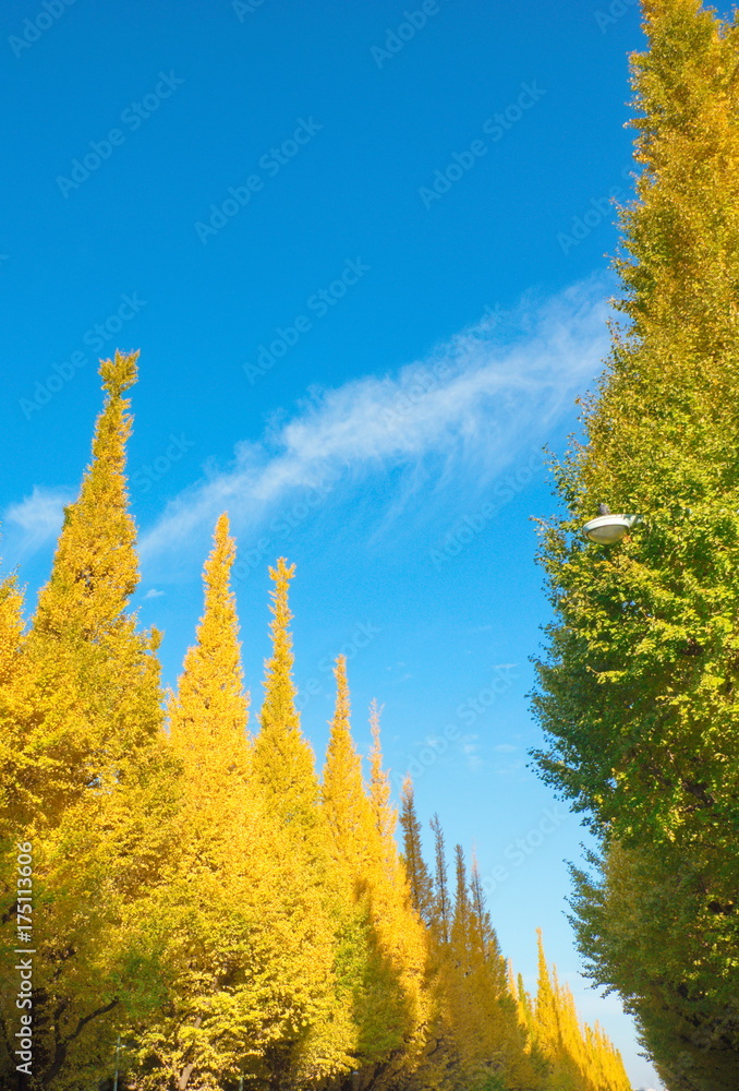 Foto de View from Meiji Jingu Gaien that has two rows of Ginkgo trees ...