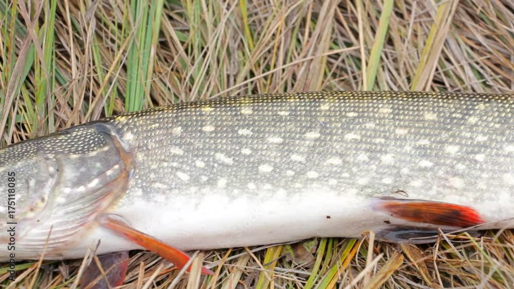 European pike on the autumn grass. The camera runs along the body of ...