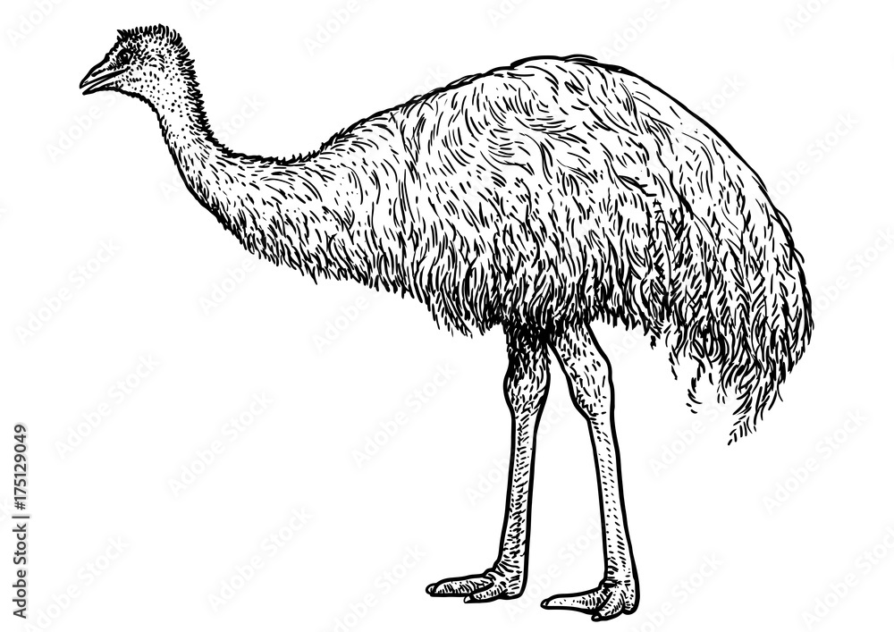 Emu illustration, drawing, engraving, ink, line art, vector Stock ...