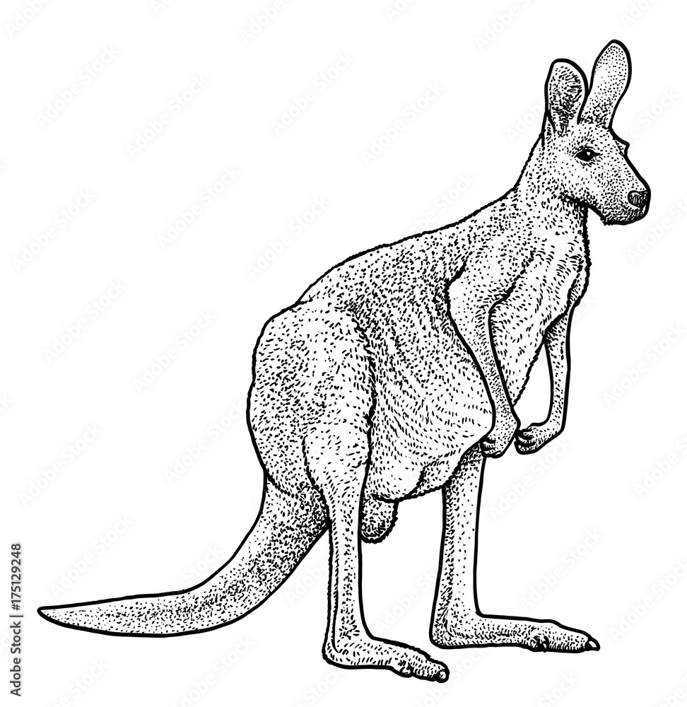 Red kangaroo illustration, drawing, engraving, ink, line art, vector ...