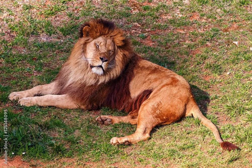 Majestic male lion (Panthera leo) basking in the sun and "looking back ...