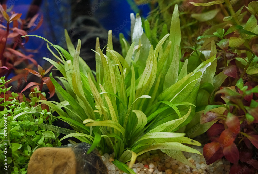 freshwater aquarium green plants Stock Photo | Adobe Stock