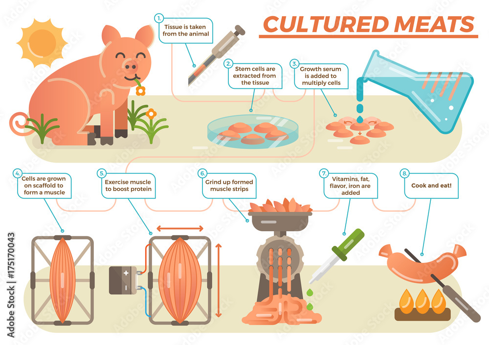 Cultured meat concept in illustrated steps showing process from taking ...