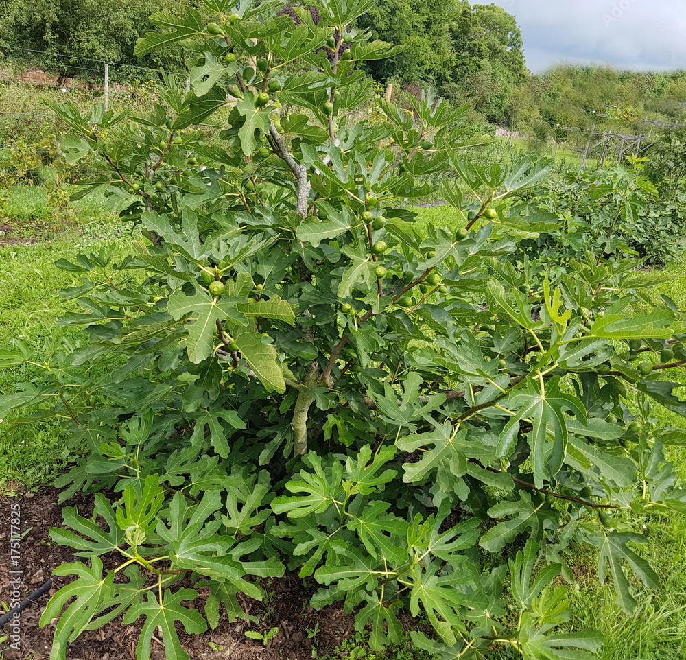 Feigenbaum; Ficus carica; Feigen; Exotische Frucht foto de Stock ...