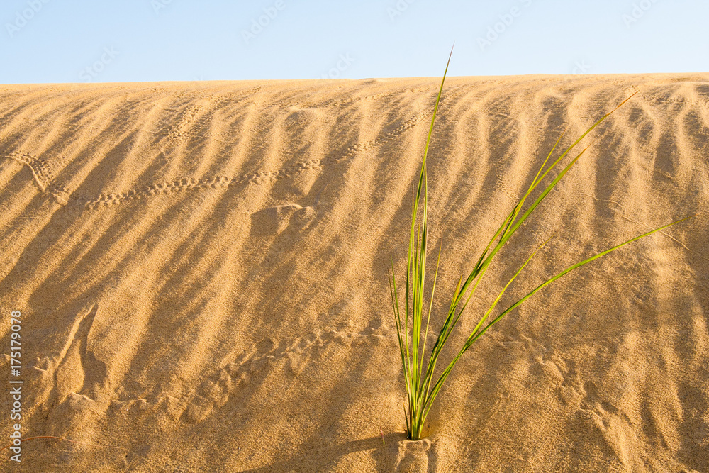 desert grass in the Sahara desert Stock Photo | Adobe Stock