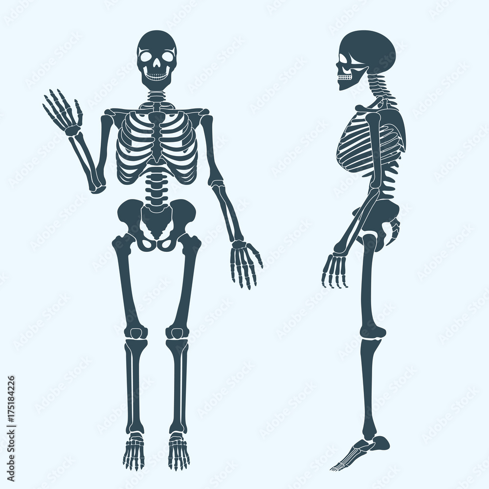 Human bones skeleton silhouette vector. Anatomy of human body. Stock ...