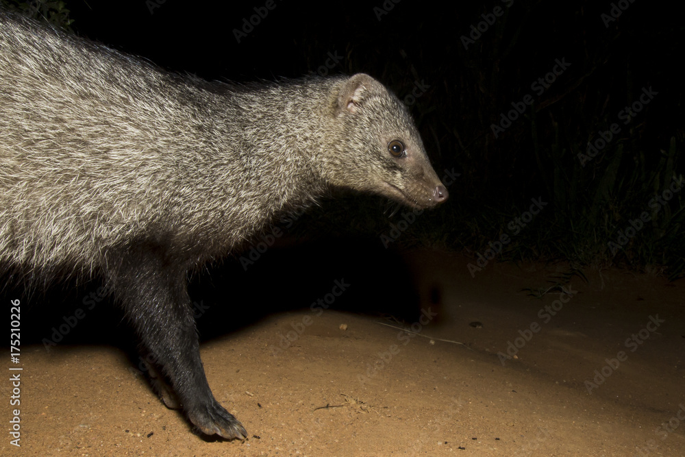 White Tailed Mongoose