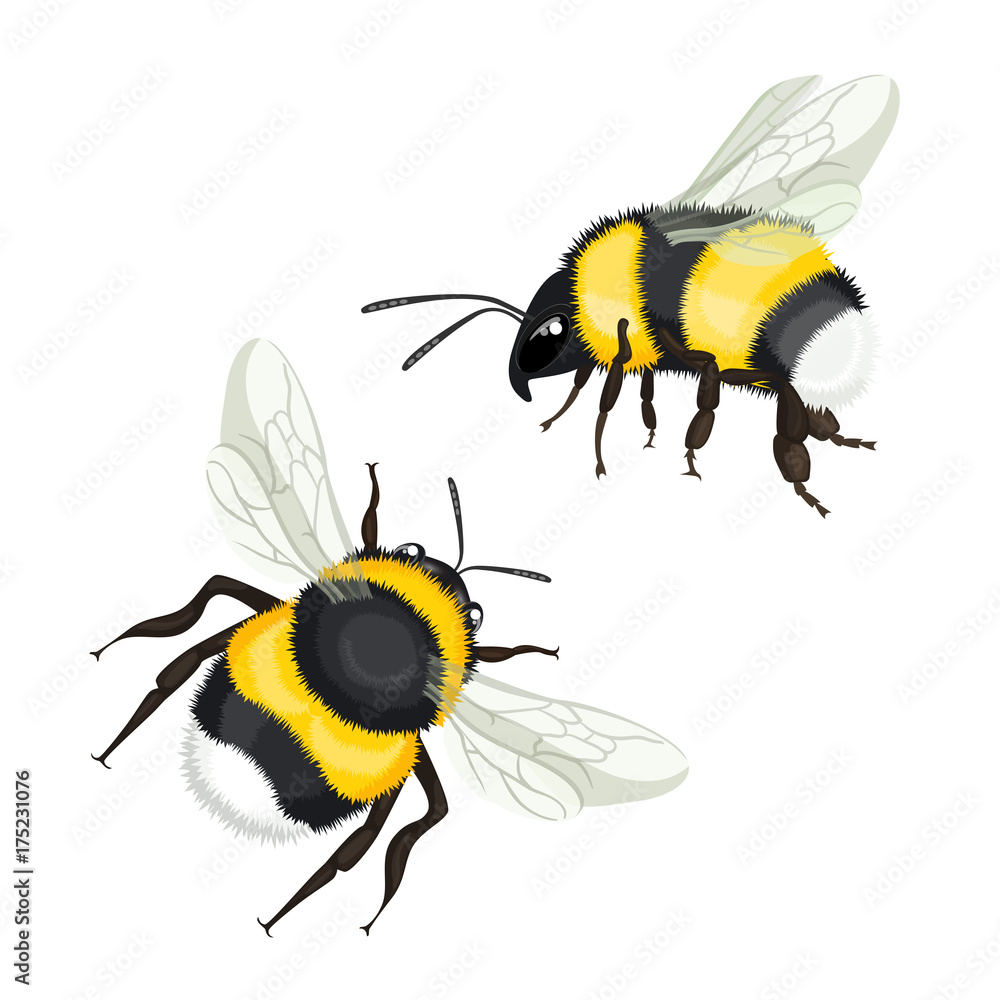 Two bumble bees with wings flying vector illustration isolated Stock ...