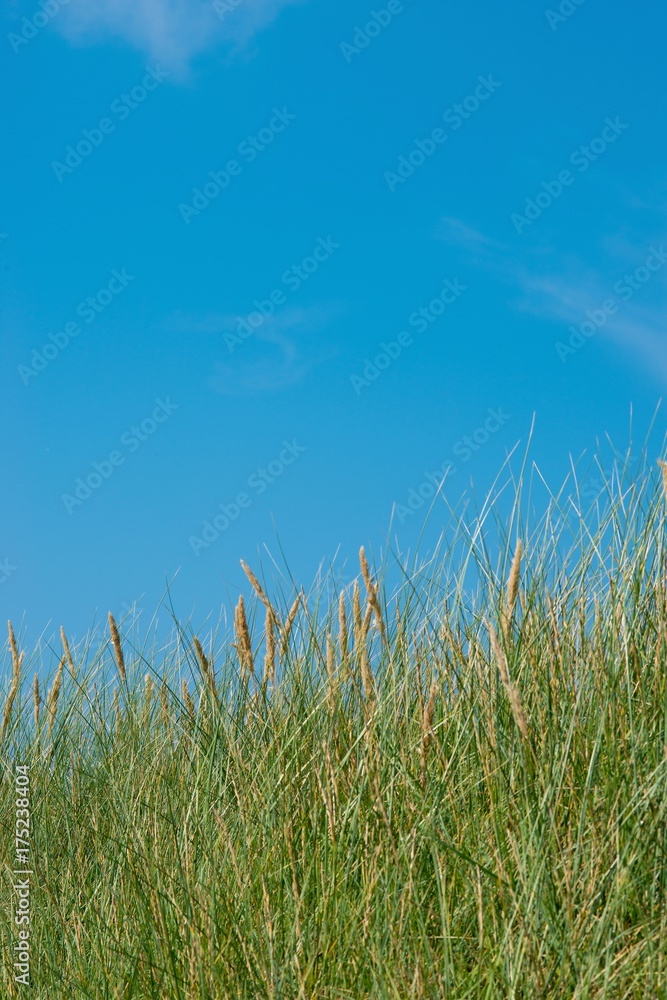Gewöhnlicher Strandhafer (Ammophila arenaria), Blätter und Rispen mit ...