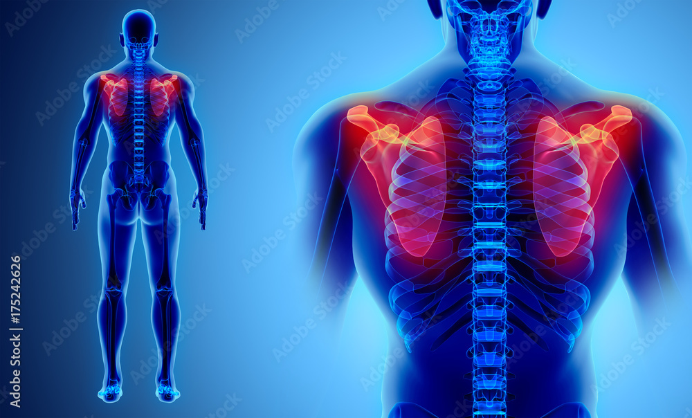 3D illustration of Scapula, medical concept. Stock Illustration | Adobe ...