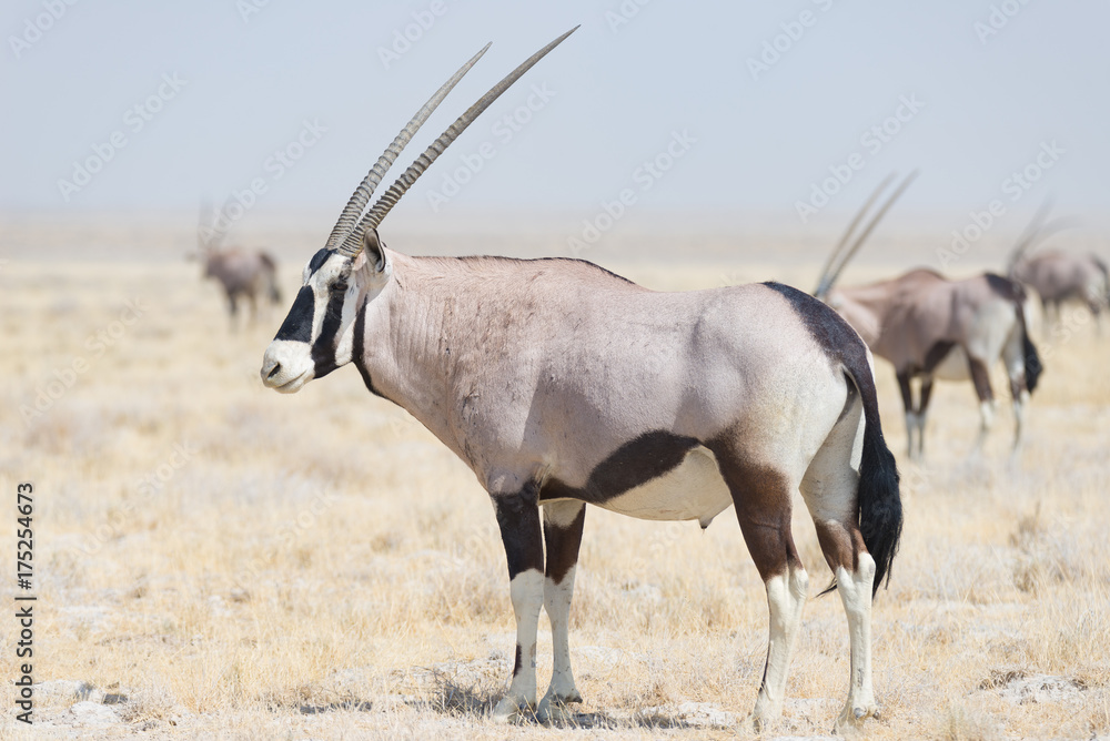 Oryx standing in the african savannah, the majestic Etosha National ...