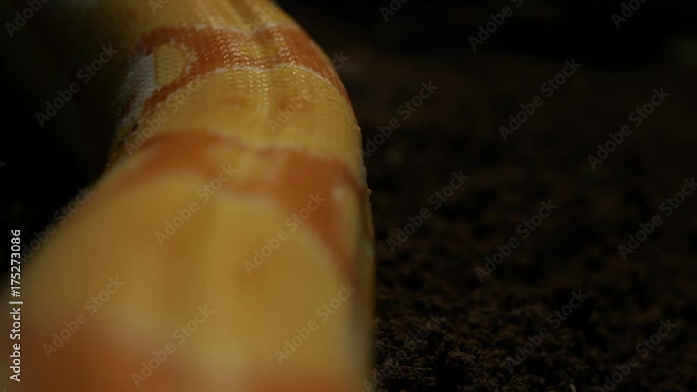 Snake crawling in nature. Shot in professionally in studio. Stock Video ...