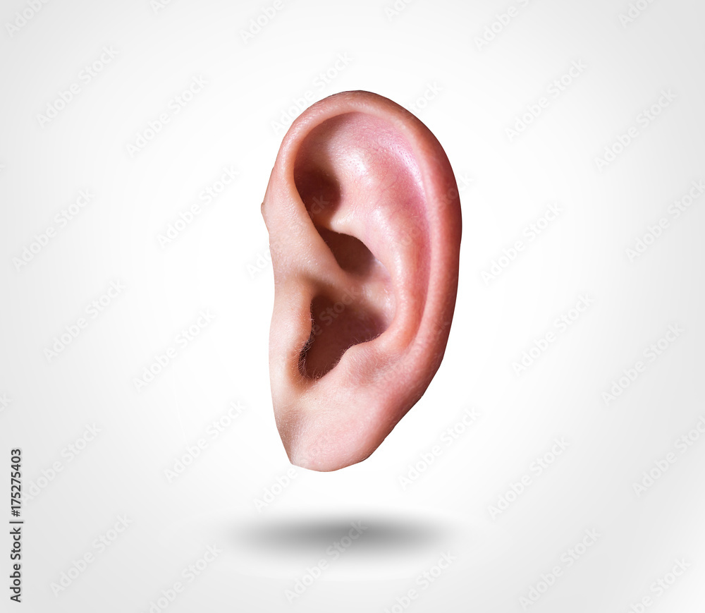 human ear isolated on white background Stock Photo | Adobe Stock