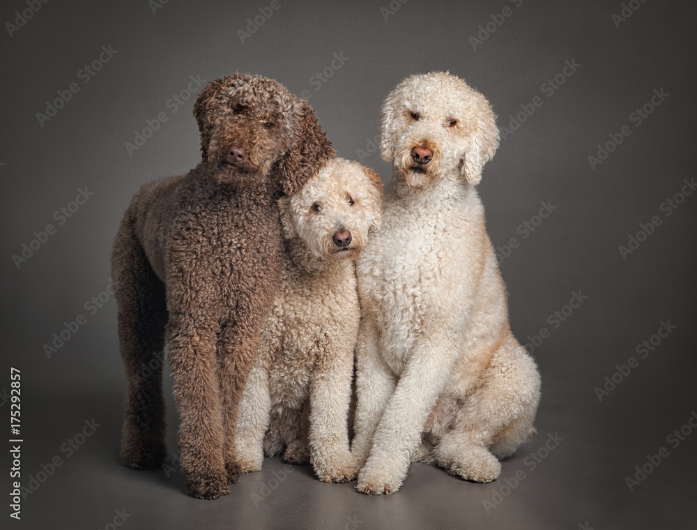Full length portrait of three poodles standing on a grey background ...