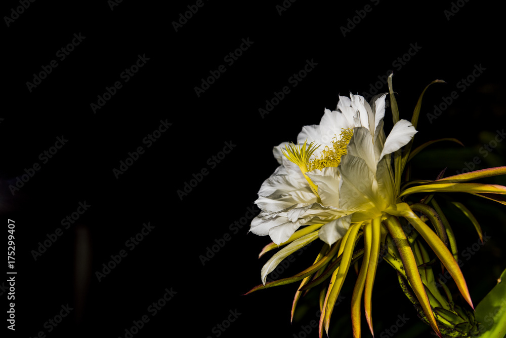 dragon flower Stock Photo | Adobe Stock