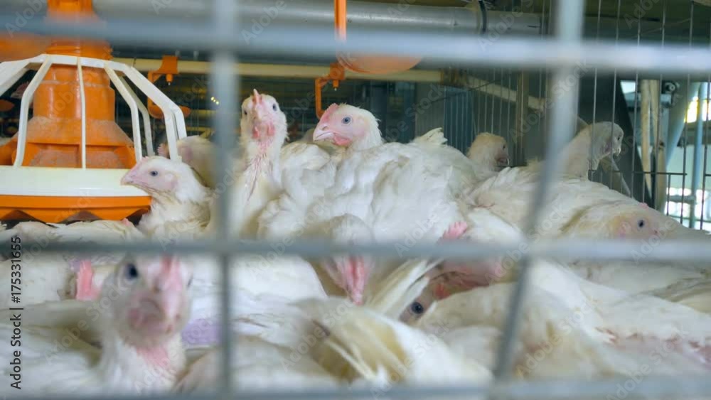 Vidéo Stock Camera moves along chickens at a poultry farm. 4K. | Adobe ...