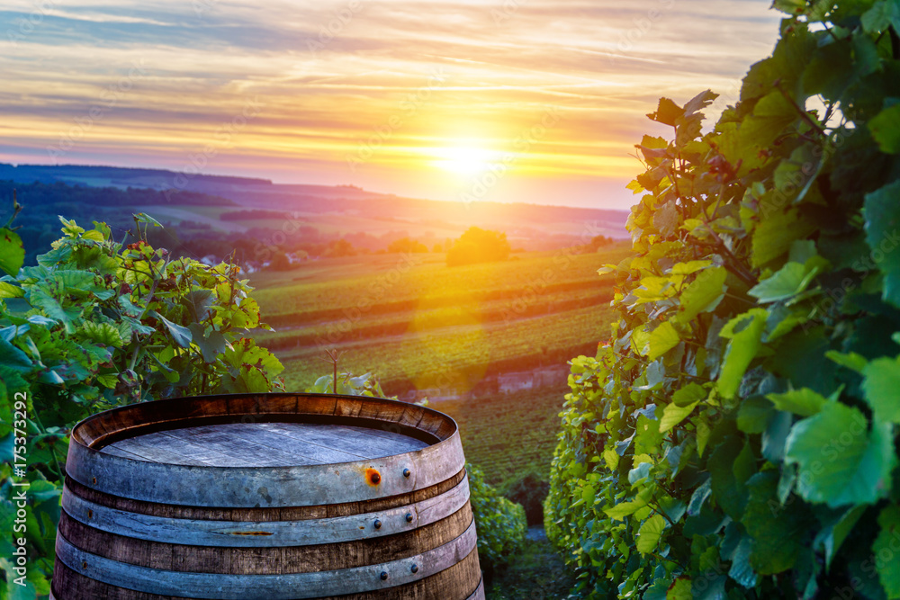Champagne vineyards with old wooden barrel on row vine green grape in ...