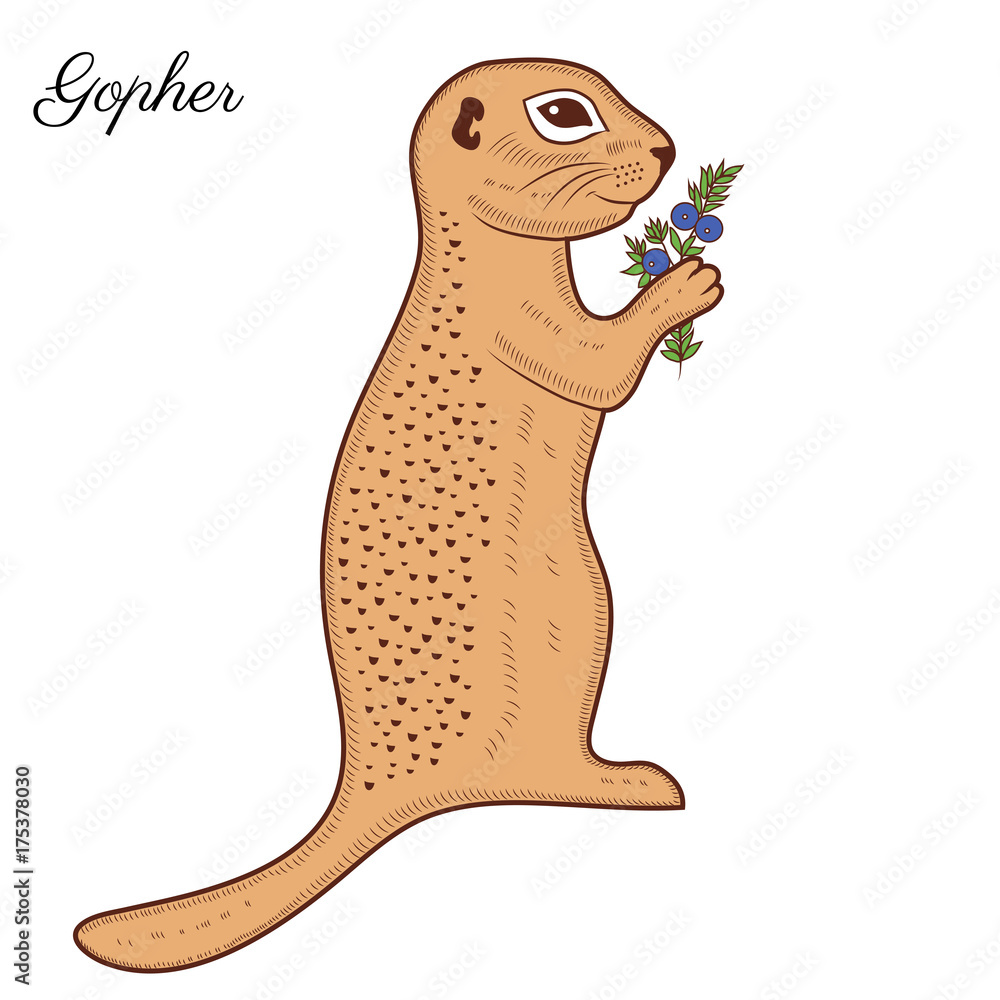 Vetor de Colorful Gopher with crowberry hand drawn illustration, vector ...