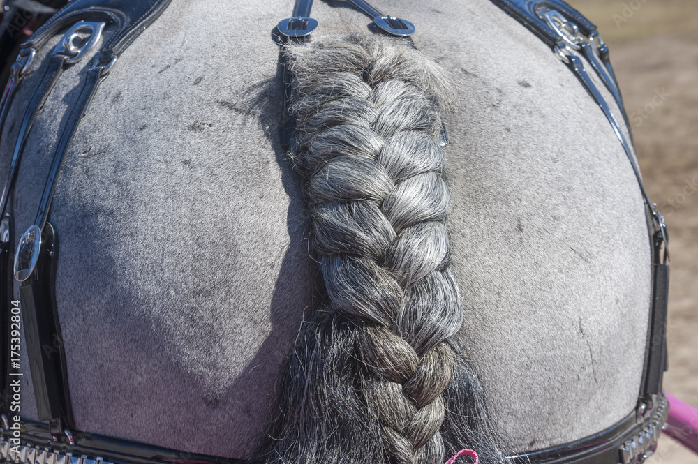 braided tail of Braband horse wearing drivng harness tack Stock Photo ...