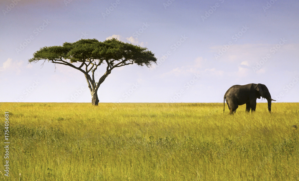 Elephant and Acacia Tree Landscape in Serengeti National Park, Tanzania ...