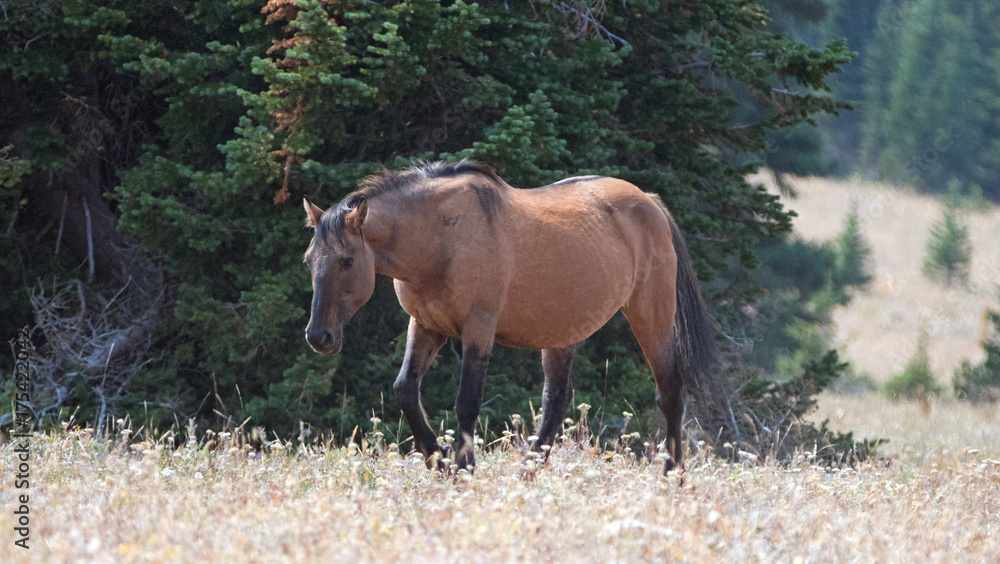 Bay Buckskin Stallion wild horse in the Pryor Mountains Wild Horse ...