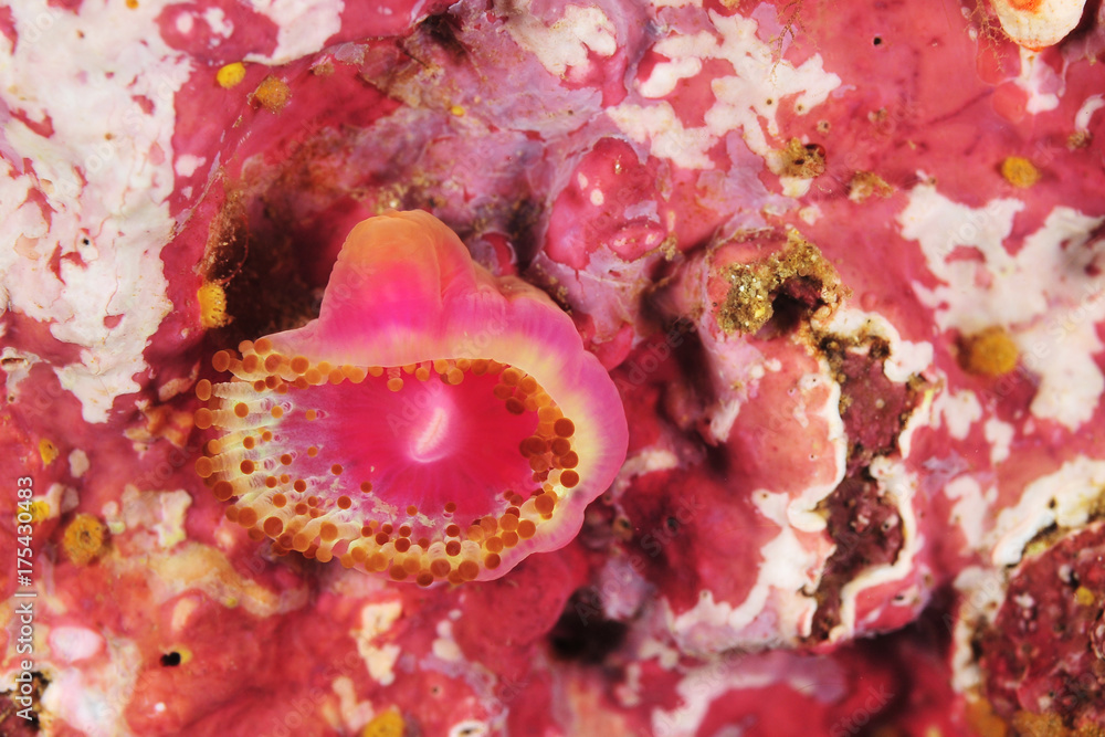 Pink Coralline Algae