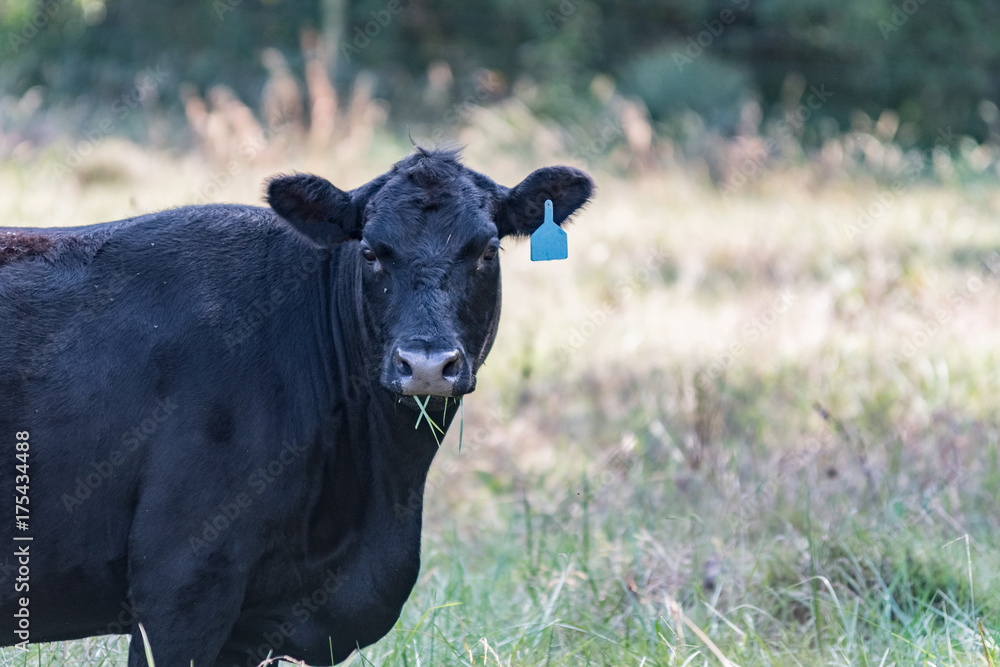 Mature Angus cow in late summer pasture Stock Photo | Adobe Stock