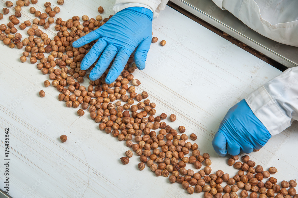 The processing of dry fruit: hazelnuts on the conveyor belt during the ...
