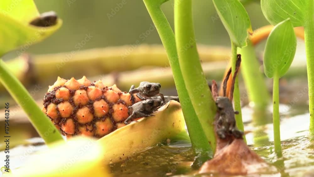 Small frogs are the size of a mosquito. A lot of small frogs Wild ...