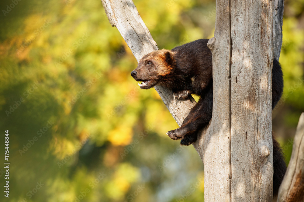 Yellow Wolverine Animal