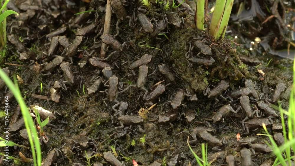 Small frogs are the size of a mosquito. A lot of small frogs Wild ...