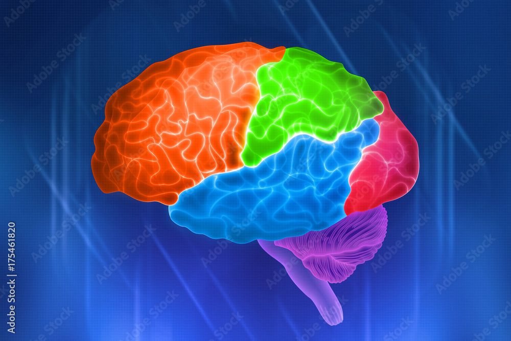 Parts of the human brain. Color designation of shares. Digital ...