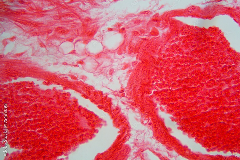 Trachea Cells under the Microscope Stock Photo | Adobe Stock