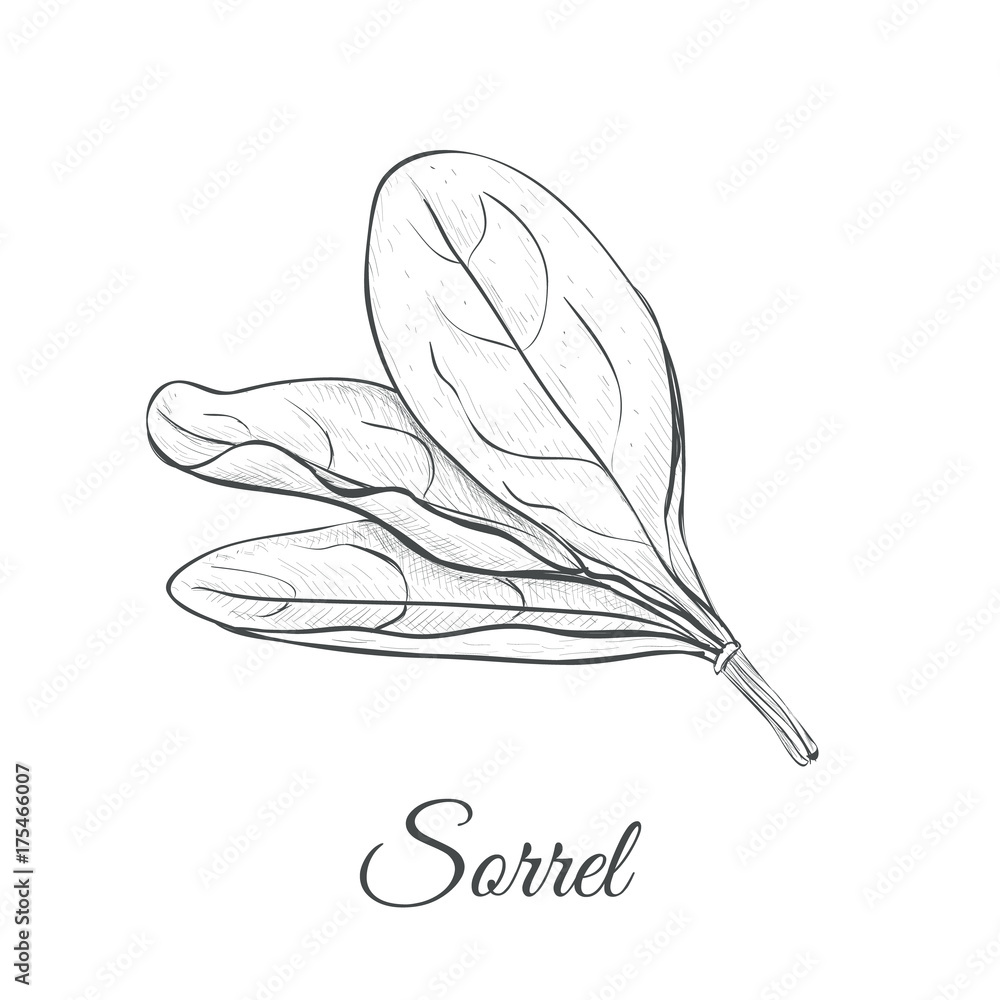 Sorrel hand drawing vector illustration. Sorrel sketch Stock Vector ...