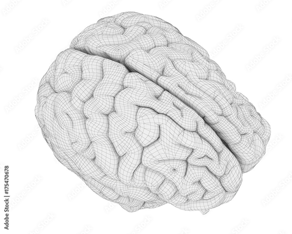 3d rendered medically accurate illustration of the brain anatomy Stock ...